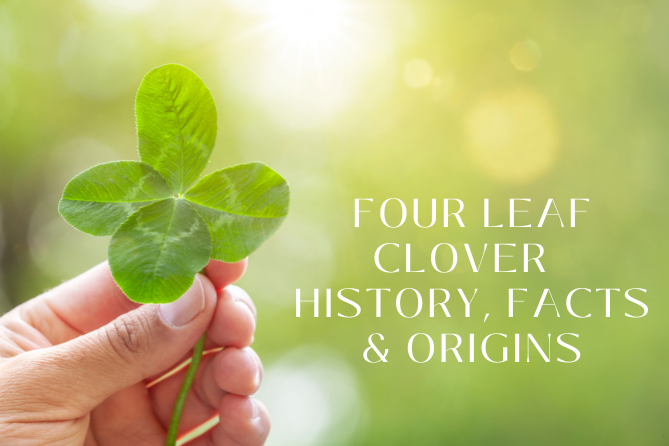 The Lucky 4-Leaf Clover: Facts and Myths According to Irish Folklore ...